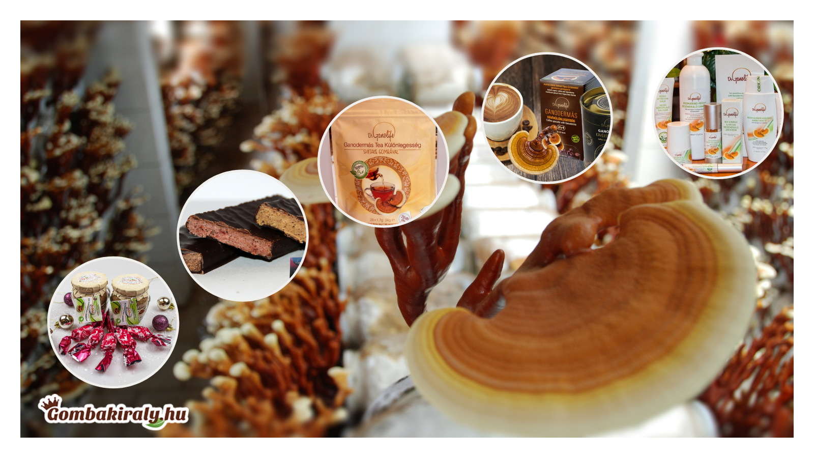 GANODERMA, a legsokoldalúbb gyógygombánk - Gombakirály Webáruház
