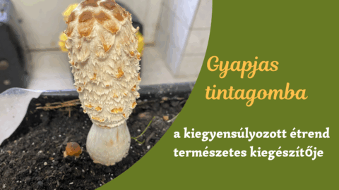 Gyapjas tintagomba igazolt hatásai - Gombakirály Webáruház