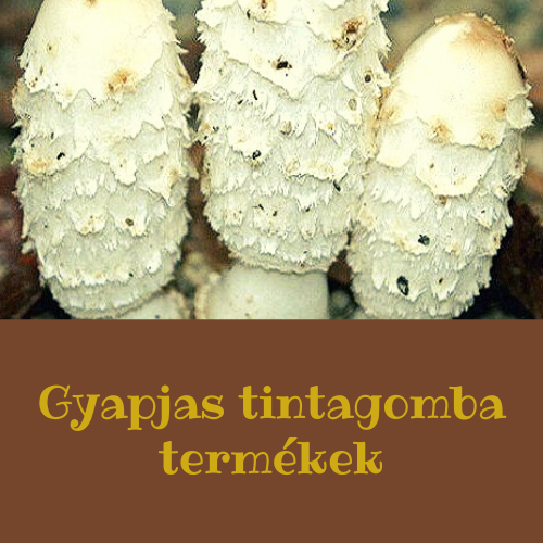 Gyapjas tintagomba Archives - Gombakirály Webáruház